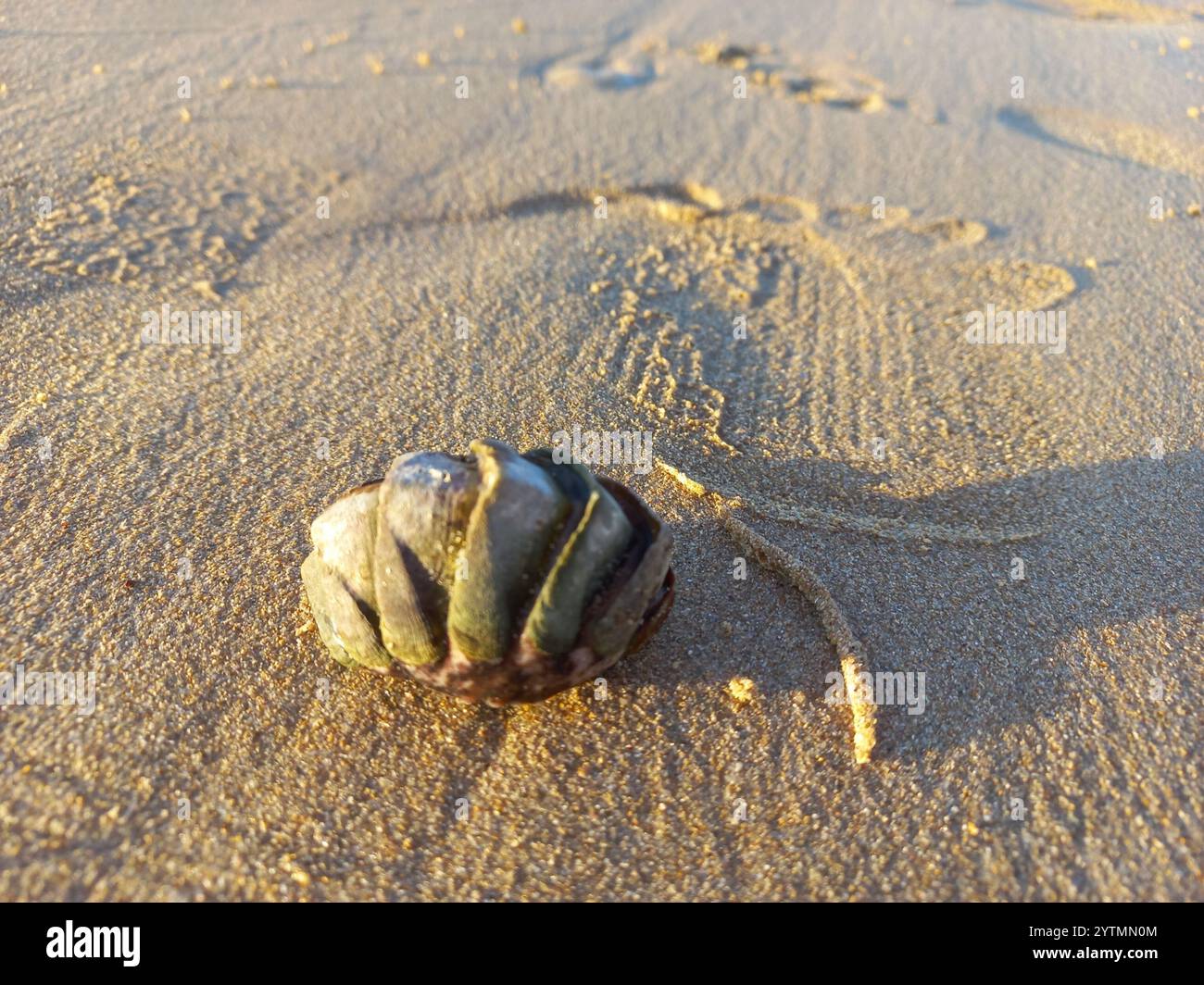 giant chiton (Dinoplax gigas Stock Photo - Alamy