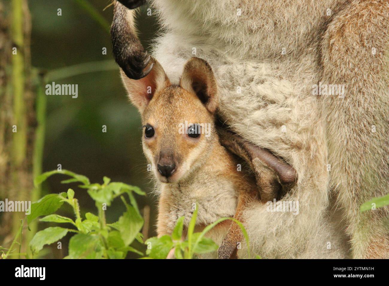 Red-necked Wallaby (Notamacropus rufogriseus Stock Photo - Alamy
