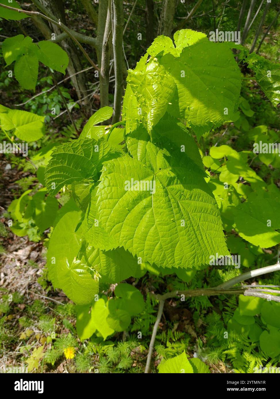 basswood (Tilia americana Stock Photo - Alamy