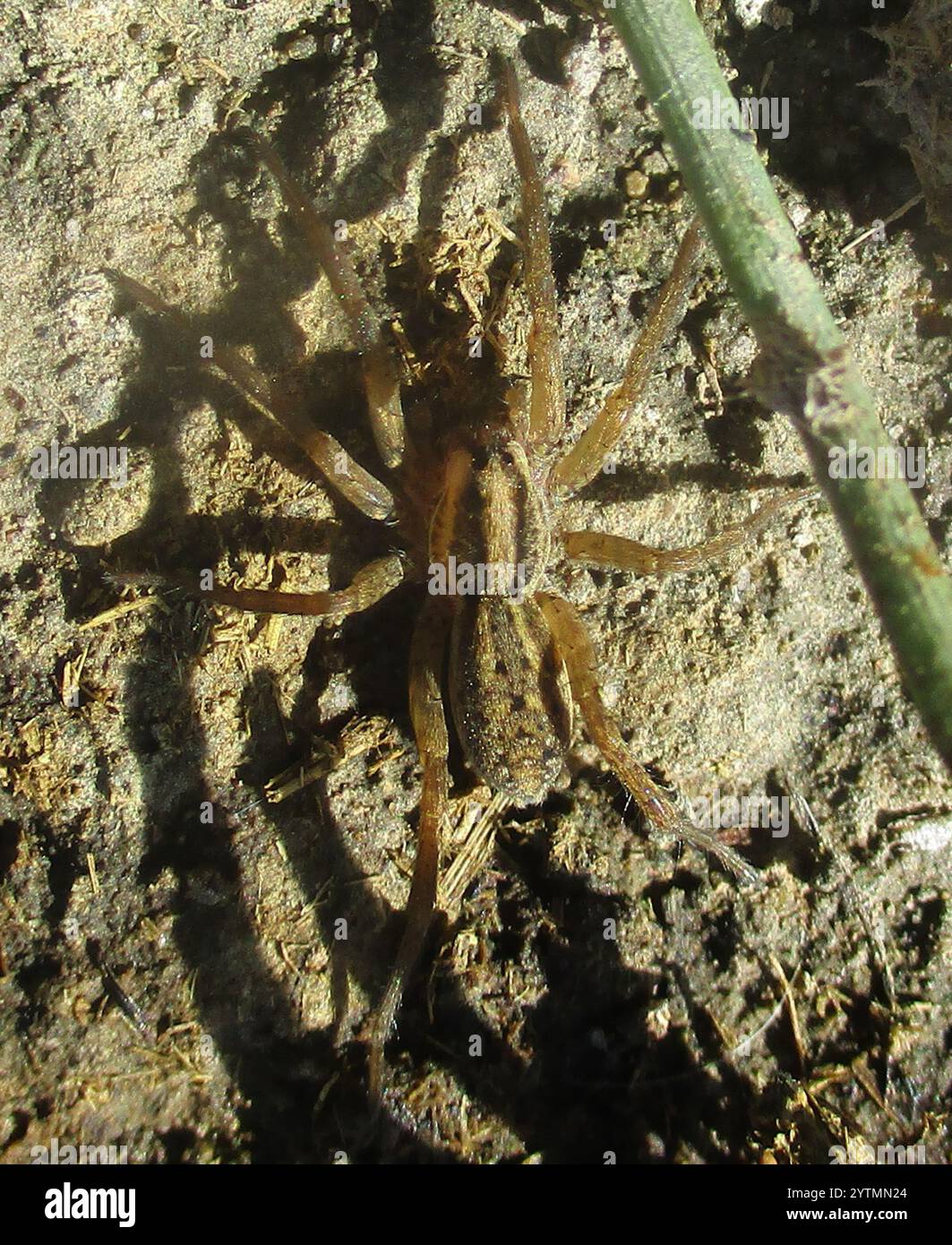 Wolf Spiders (Lycosidae Stock Photo - Alamy