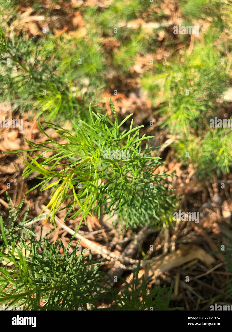 Whorled Coreopsis (Coreopsis verticillata Stock Photo - Alamy