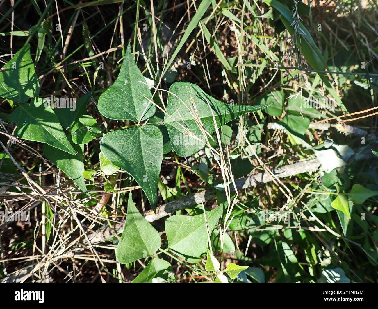 Okie bean (Dipogon lignosus Stock Photo - Alamy