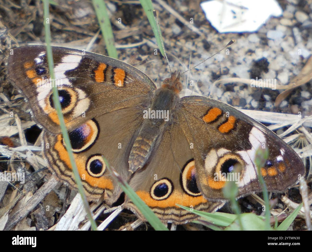 Common Buckeye (Junonia coenia Stock Photo - Alamy