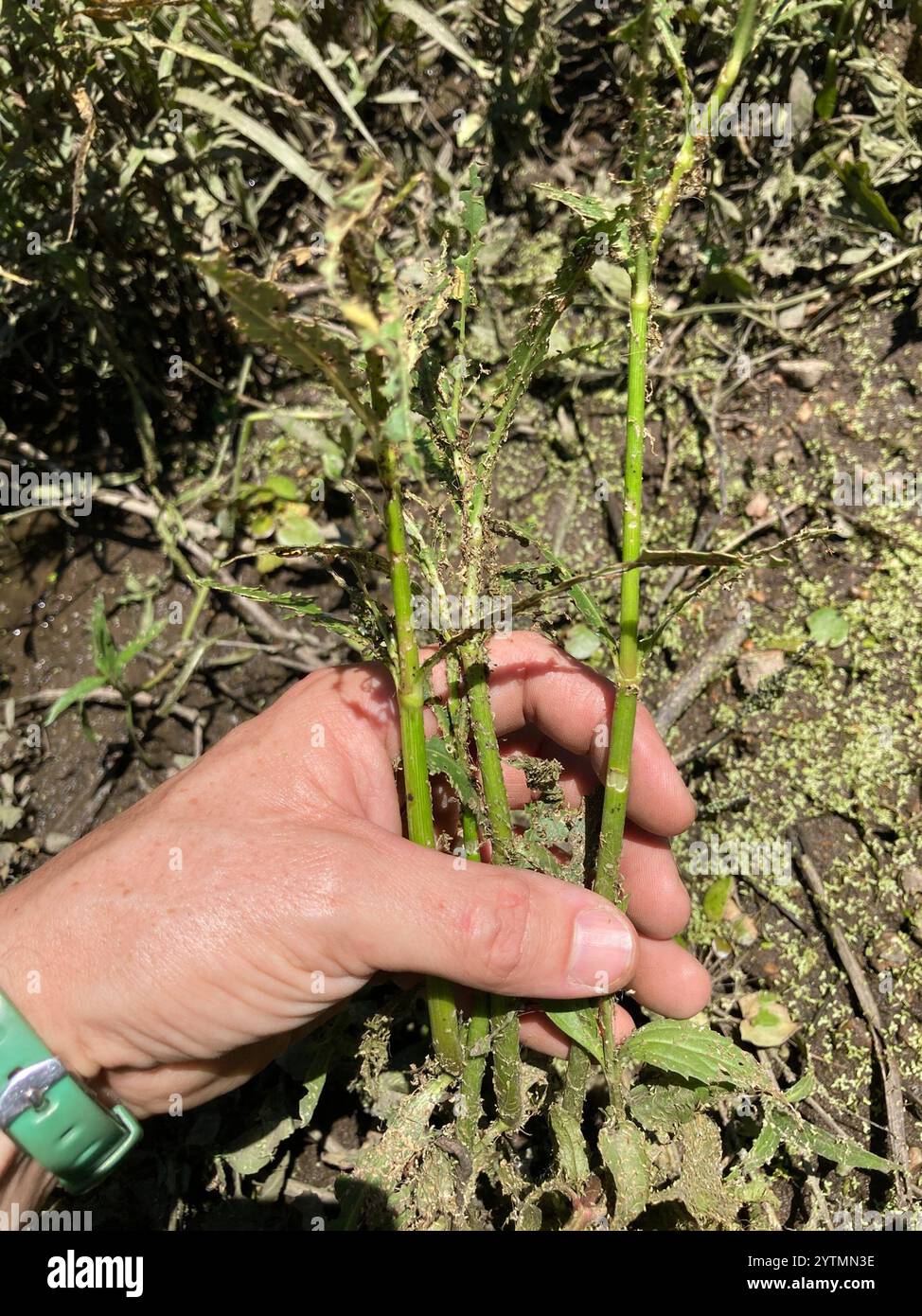 Alligatorweed (Alternanthera philoxeroides Stock Photo - Alamy