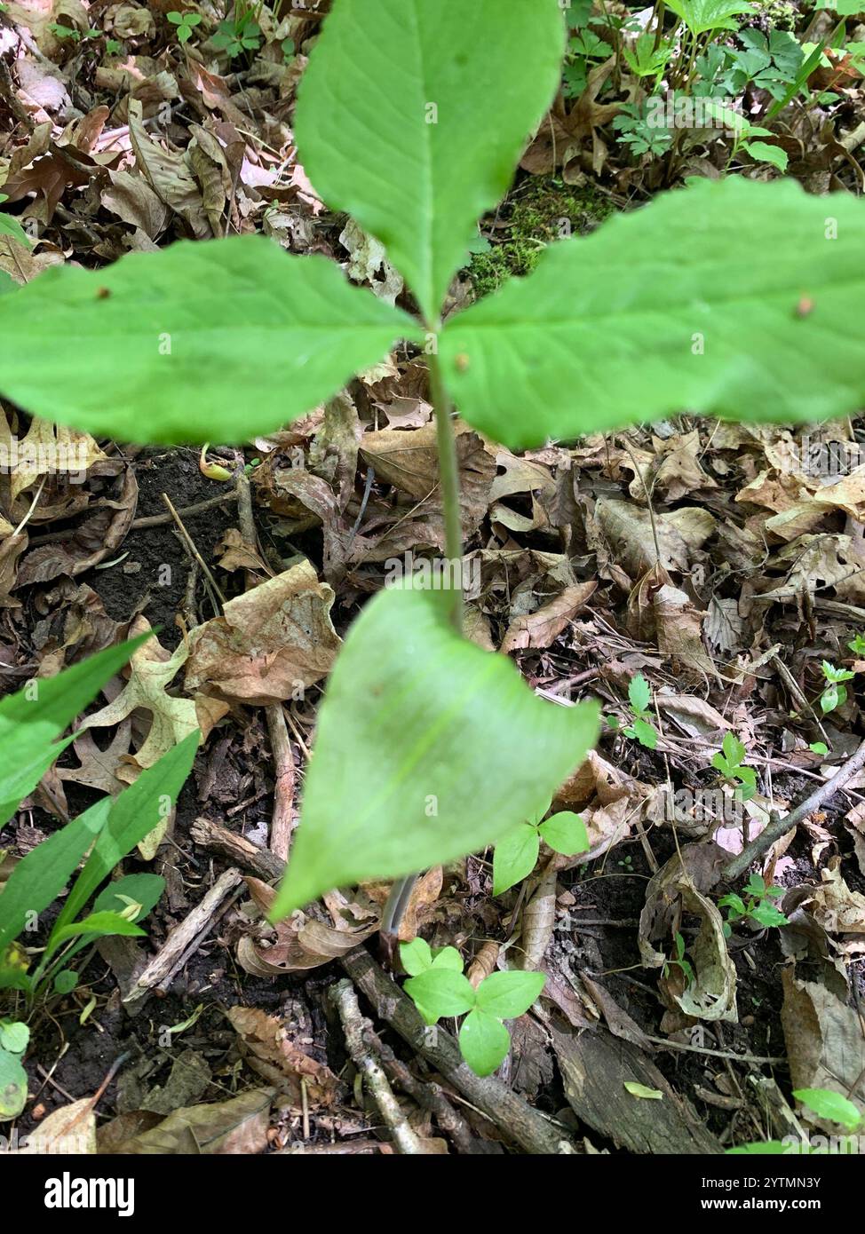 Jack-in-the-Pulpit (Arisaema triphyllum Stock Photo - Alamy