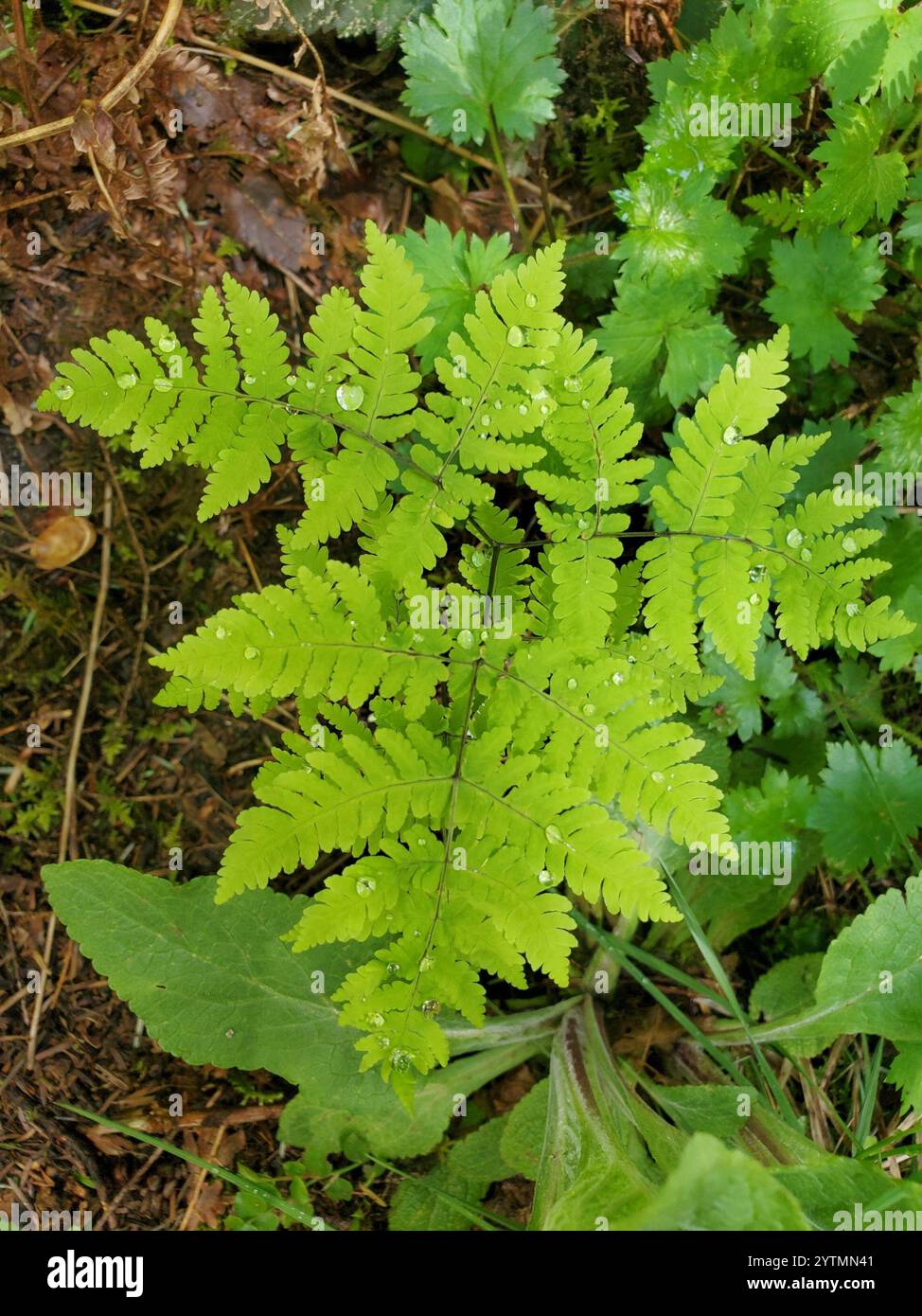 Pacific oak fern (Gymnocarpium disjunctum Stock Photo - Alamy
