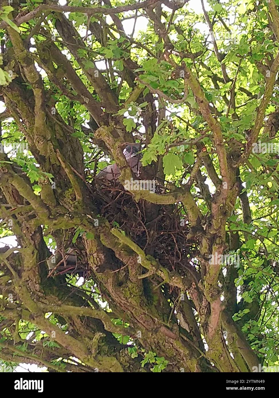 Common Wood-Pigeon (Columba palumbus Stock Photo - Alamy