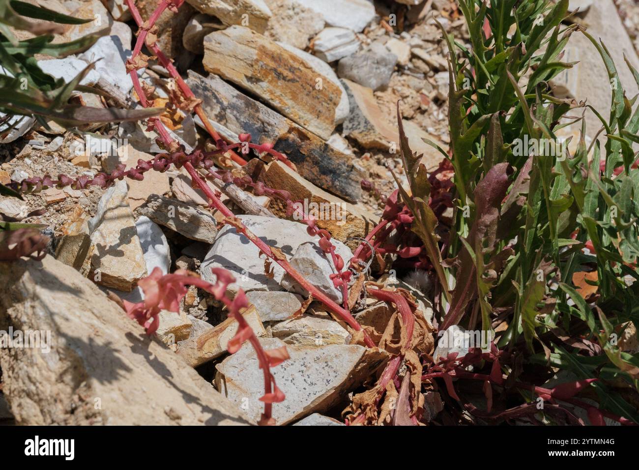 San Diego Coastal-Creeper (Aphanisma blitoides Stock Photo - Alamy