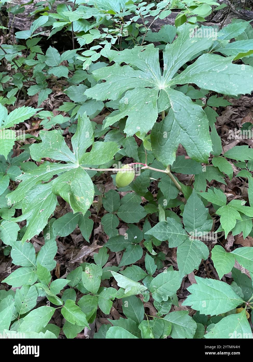 mayapple (Podophyllum peltatum Stock Photo - Alamy