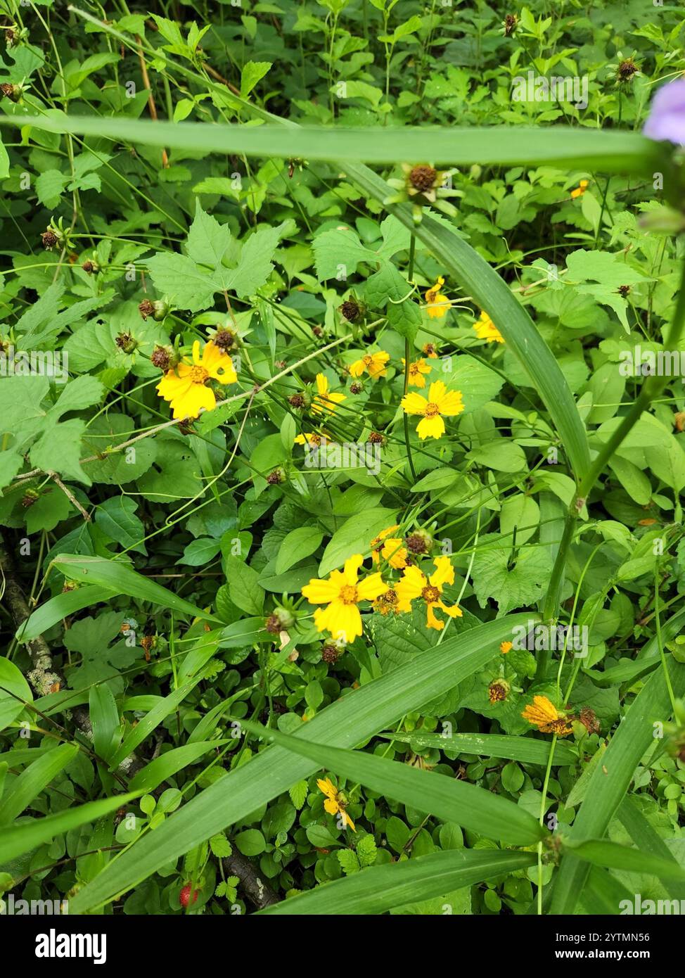 lobed coreopsis (Coreopsis auriculata Stock Photo - Alamy