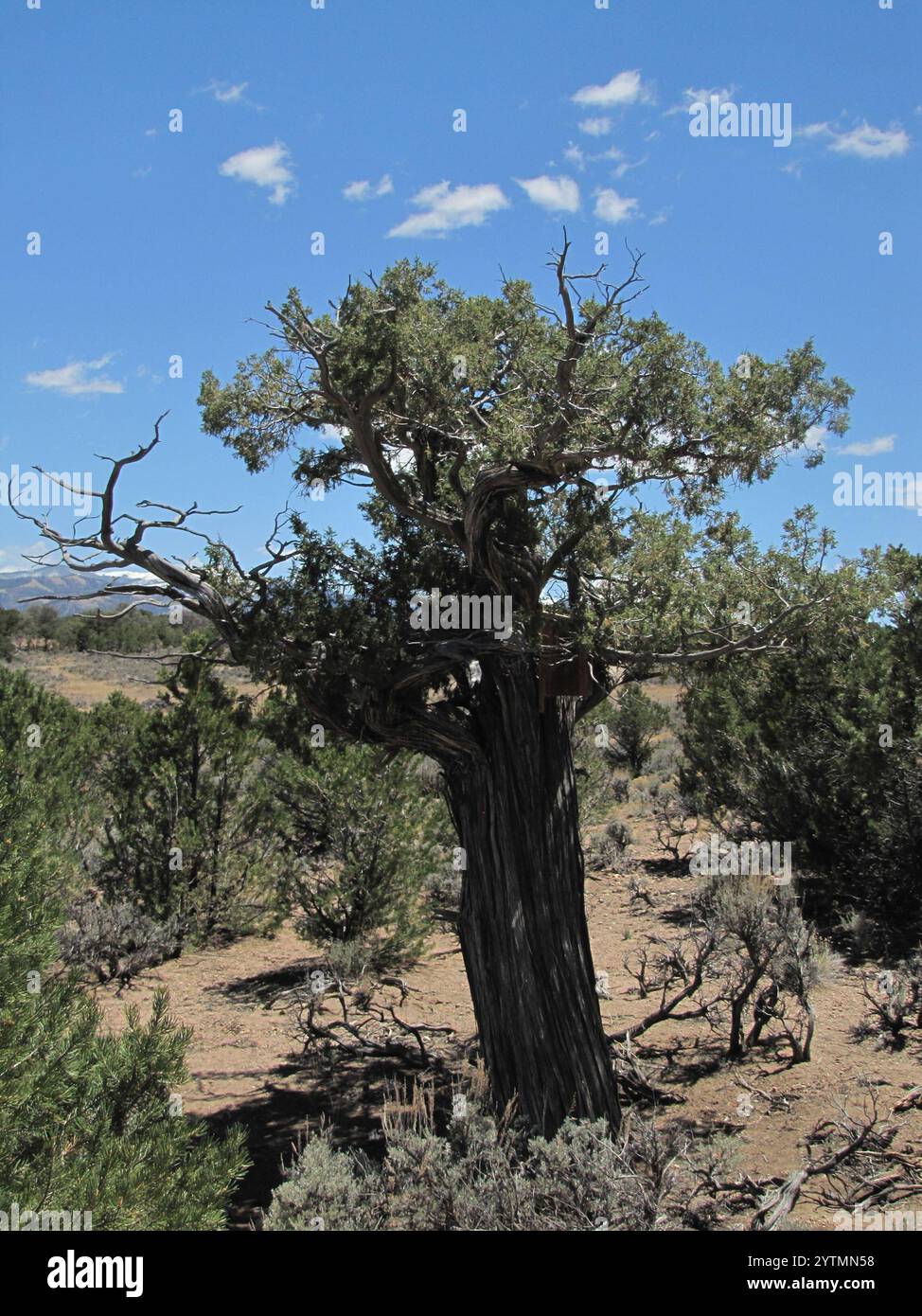 One-seed Juniper (Juniperus monosperma Stock Photo - Alamy