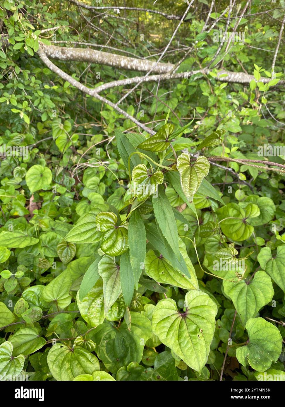 Chinese yam (Dioscorea polystachya Stock Photo - Alamy