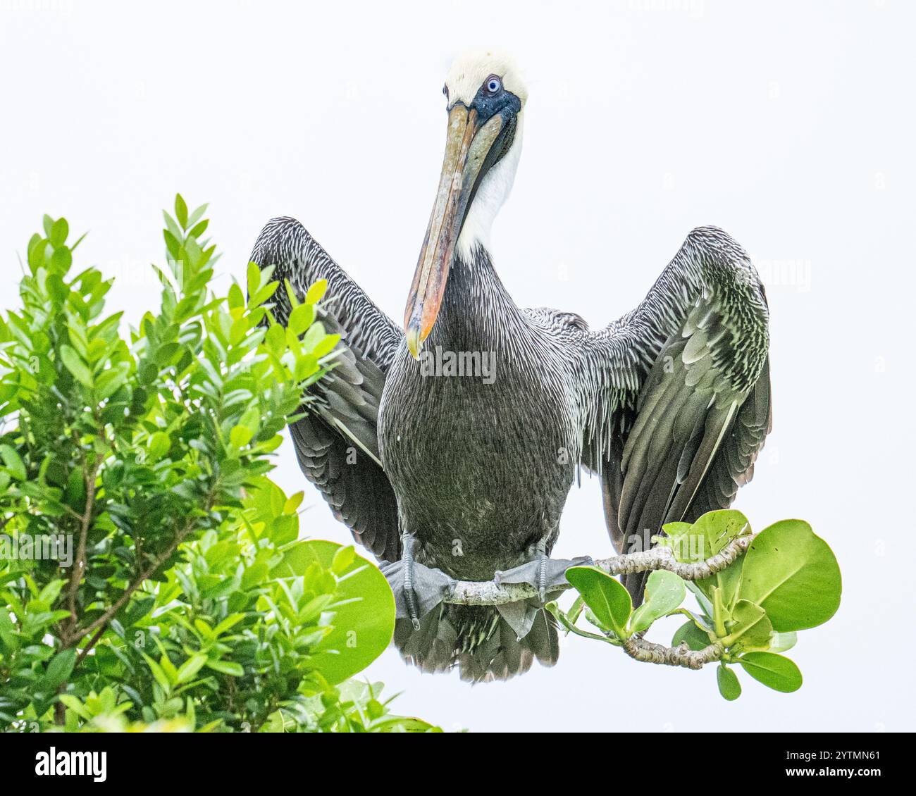 Brown pelican Pelecanus occidentalis - Dominican Republic bird ...