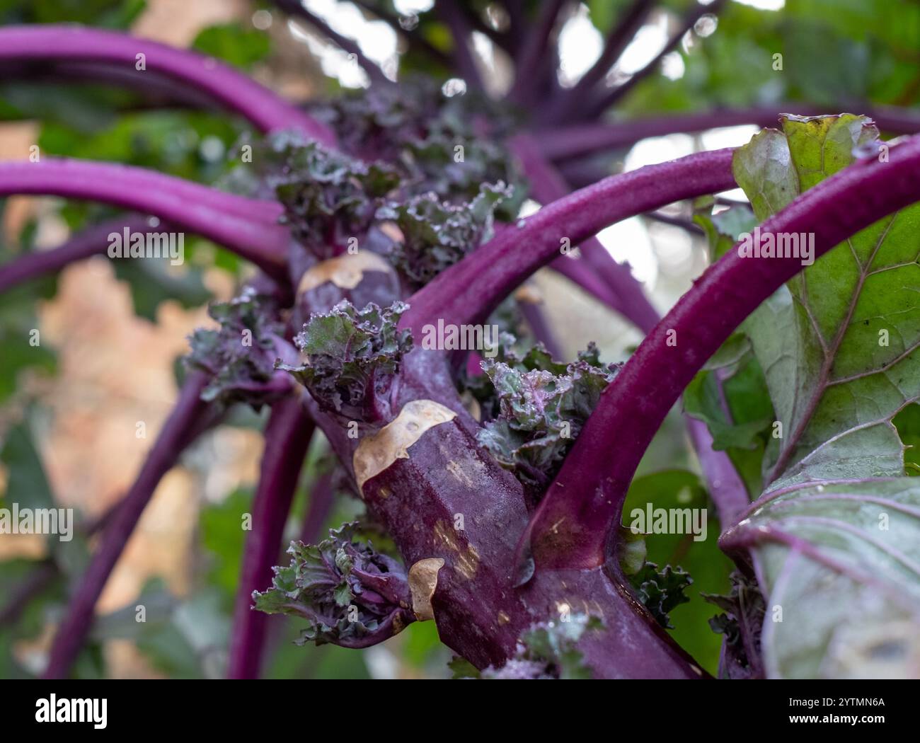 Purple vegetable Kalette Christmas Rose growing in a kitchen garden in ...