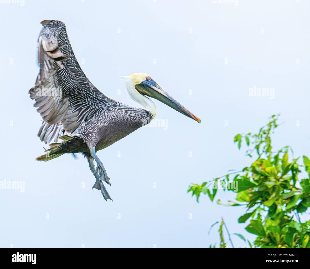 Brown pelican Pelecanus occidentalis - Dominican Republic bird ...