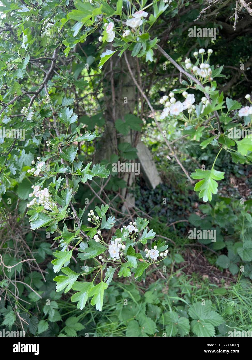 common hawthorn (Crataegus monogyna Stock Photo - Alamy