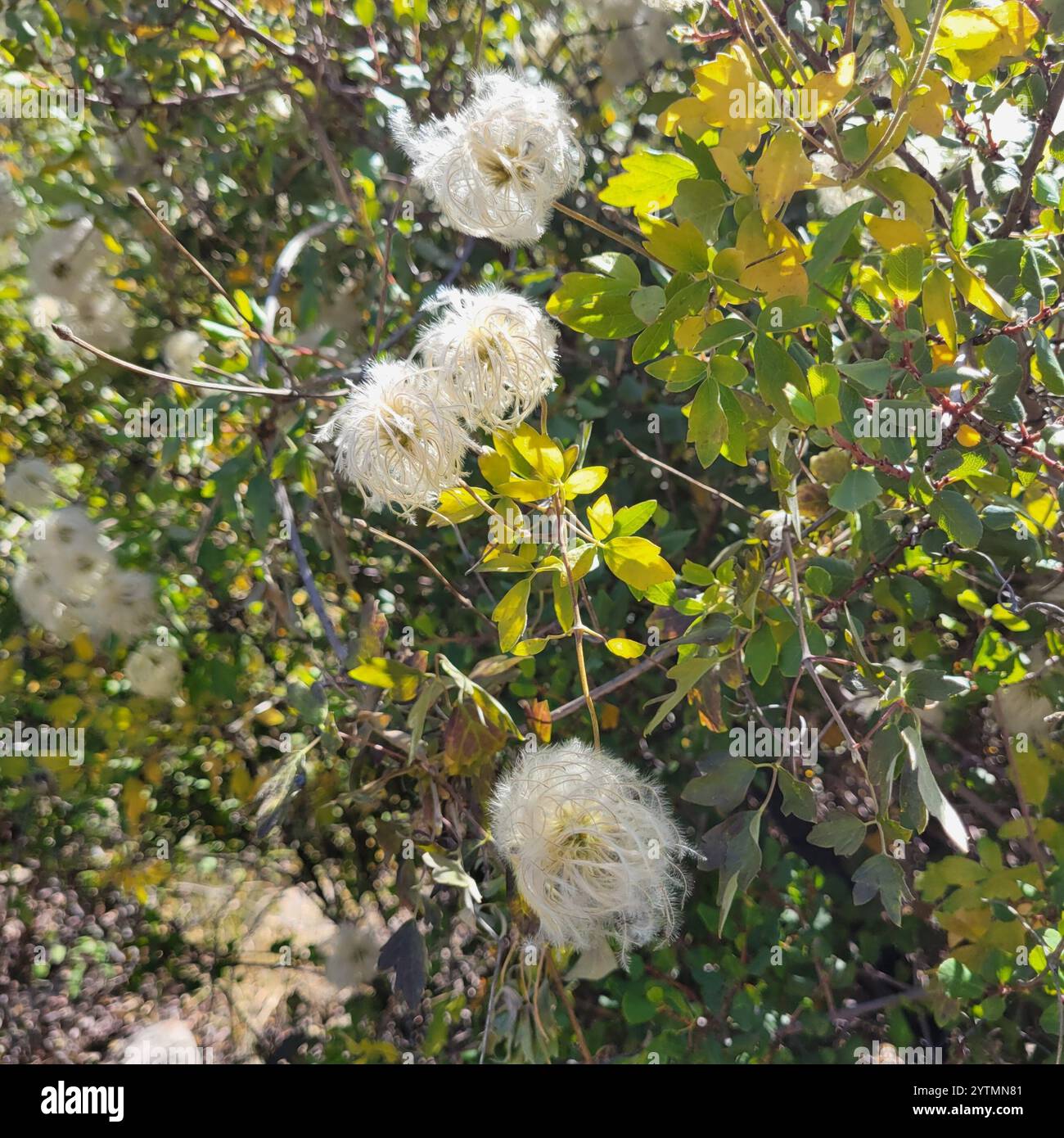 Pipestem Clematis (Clematis lasiantha Stock Photo - Alamy