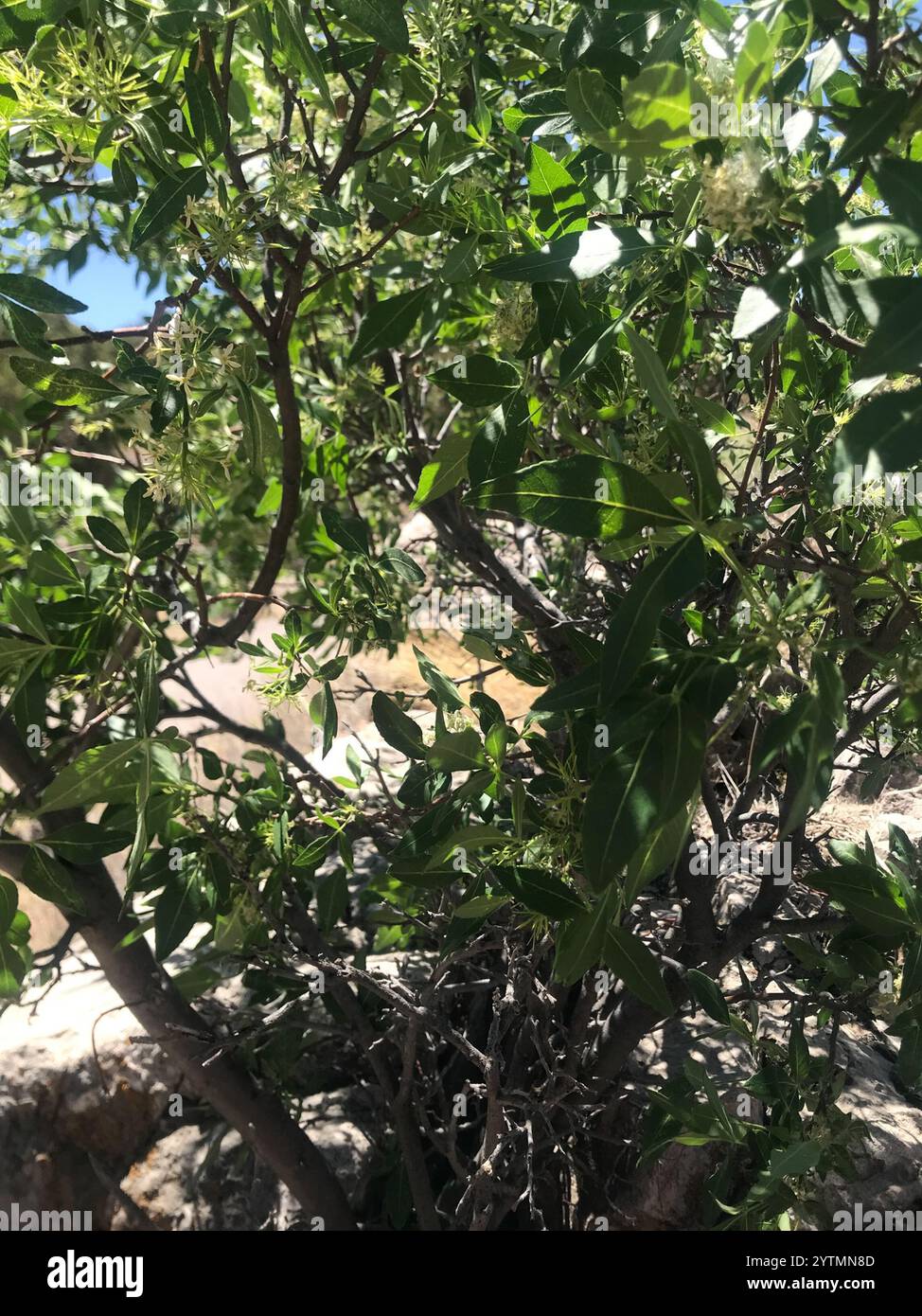 Hoptree hi-res stock photography and images - Alamy