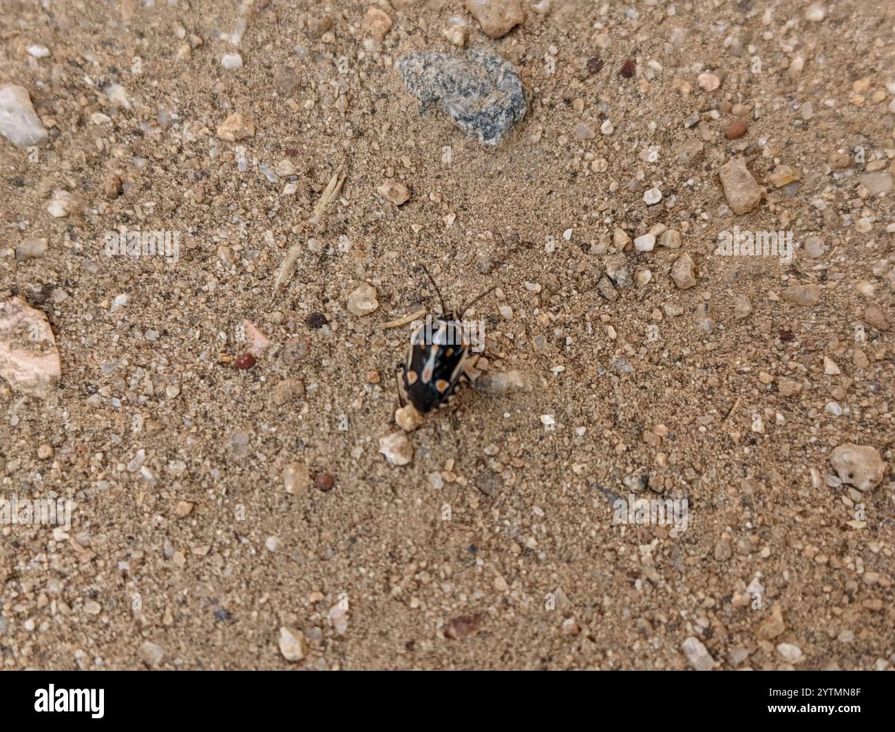 Bagrada Bug (Bagrada hilaris Stock Photo - Alamy