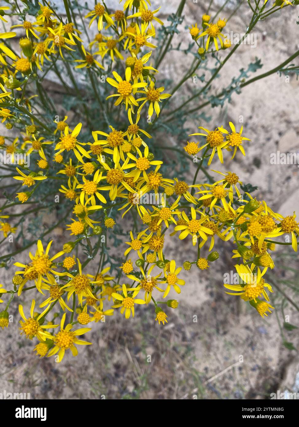 Lobeleaf Groundsel (Packera multilobata Stock Photo - Alamy