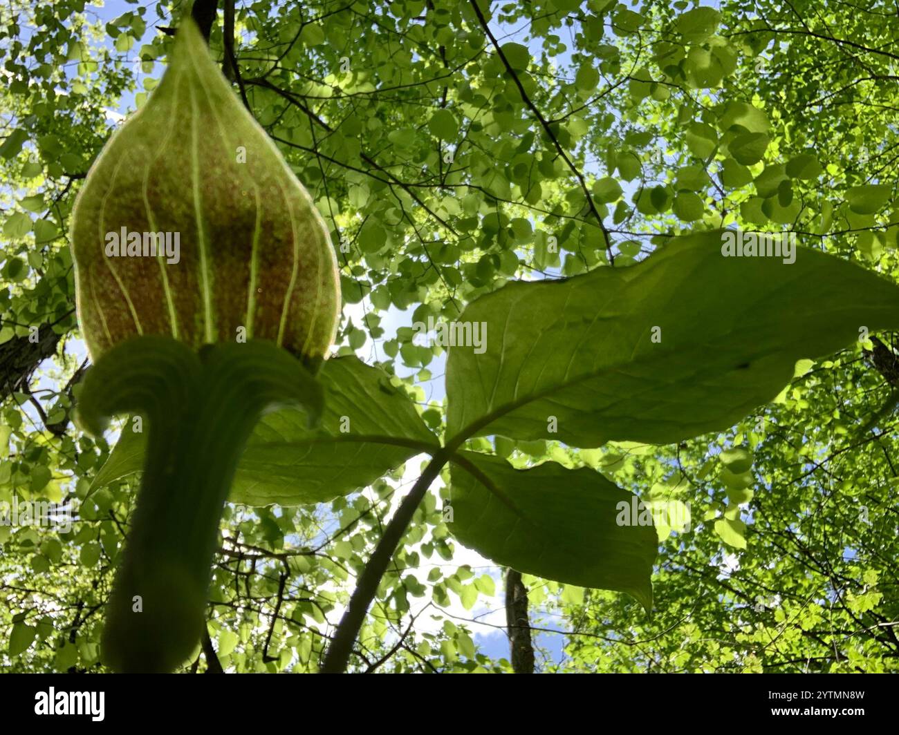 Jack-in-the-Pulpit (Arisaema triphyllum Stock Photo - Alamy