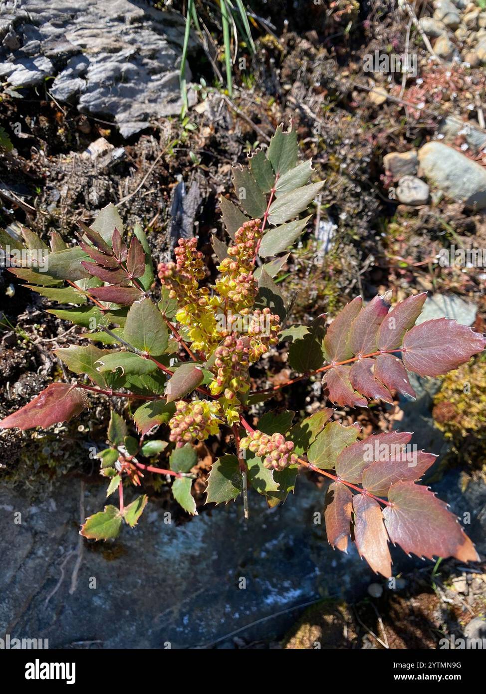 Cascade Oregon-grape (Berberis nervosa Stock Photo - Alamy