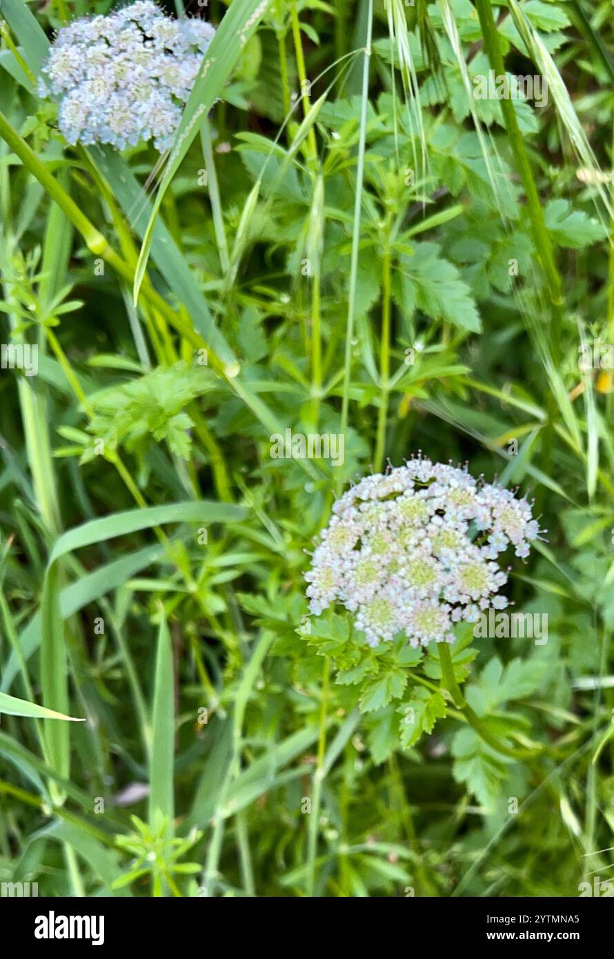 water parsley (Oenanthe sarmentosa Stock Photo - Alamy