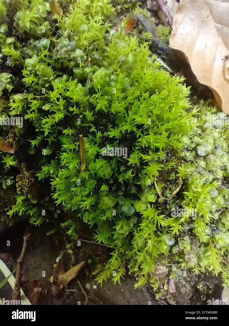 transparent fork-moss (Dichodontium pellucidum Stock Photo - Alamy