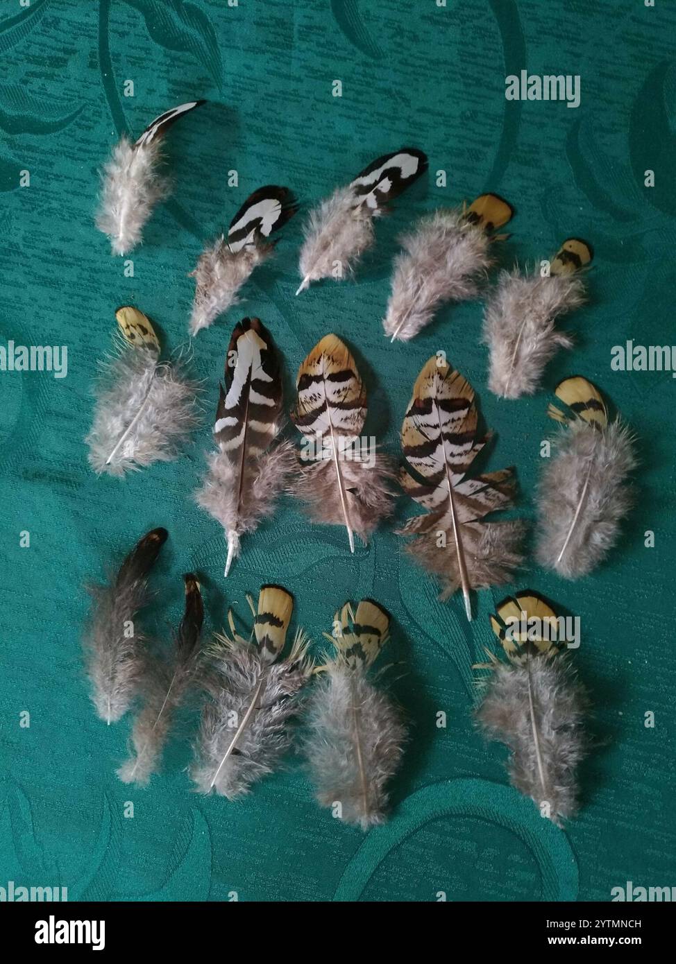 Reeves's Pheasant (Syrmaticus reevesii Stock Photo - Alamy