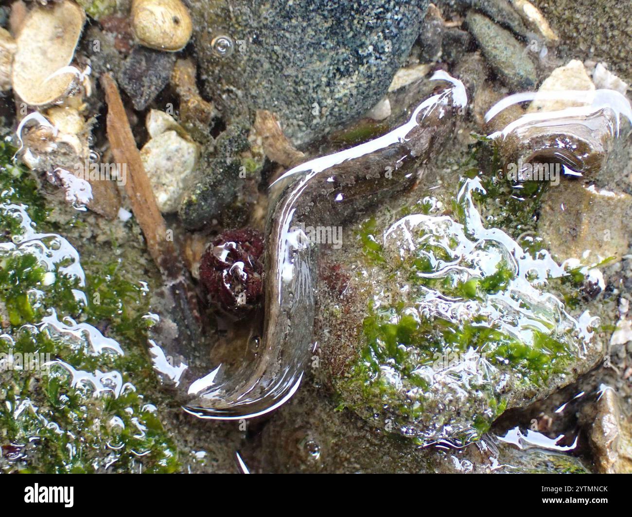 High Cockscomb (Anoplarchus purpurescens Stock Photo - Alamy