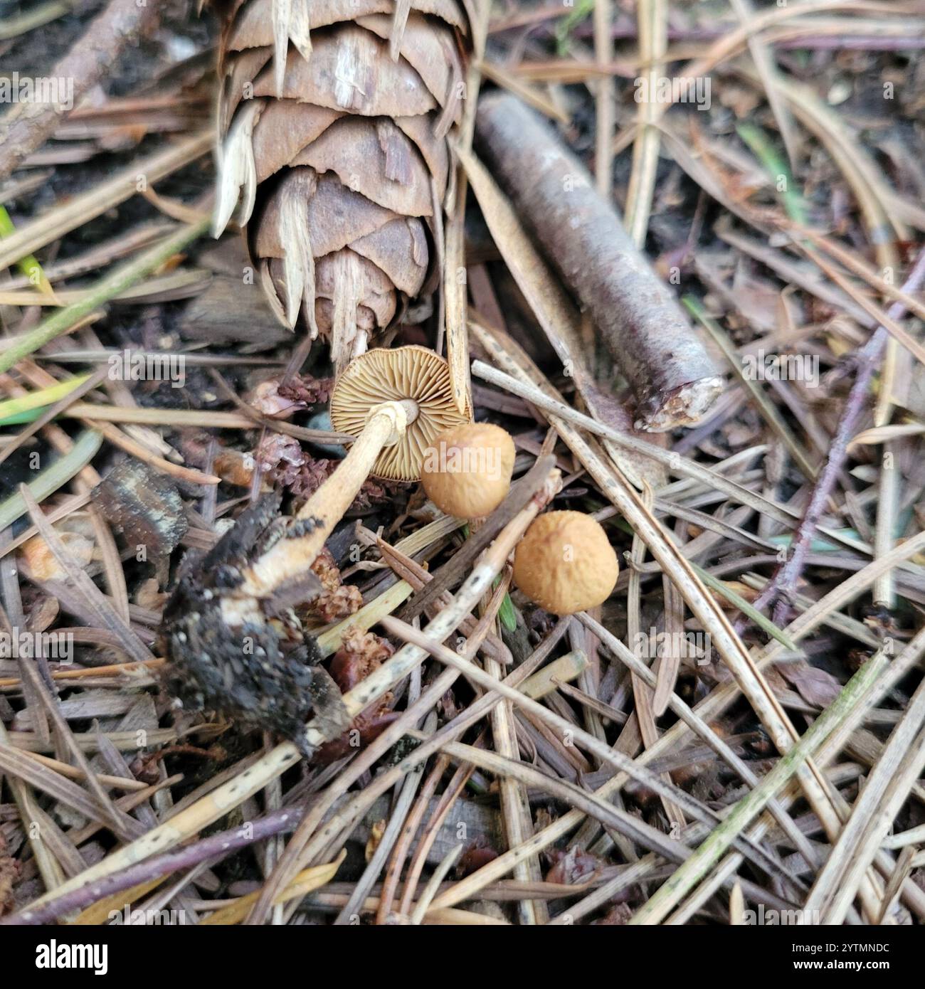 Common Conecap (Pholiotina rugosa Stock Photo - Alamy