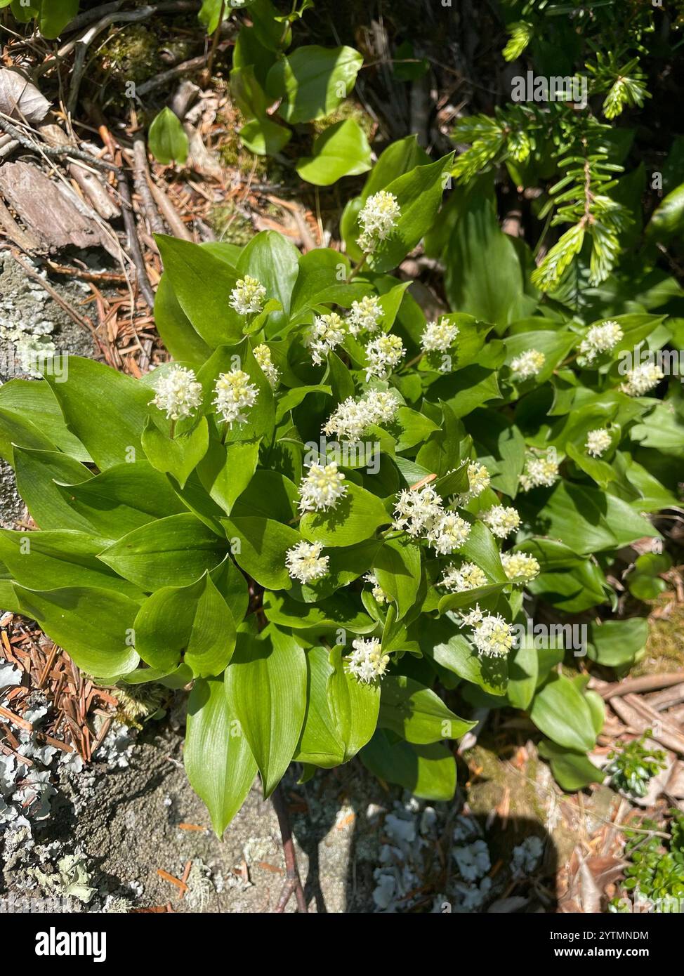 Canada mayflower (Maianthemum canadense Stock Photo - Alamy