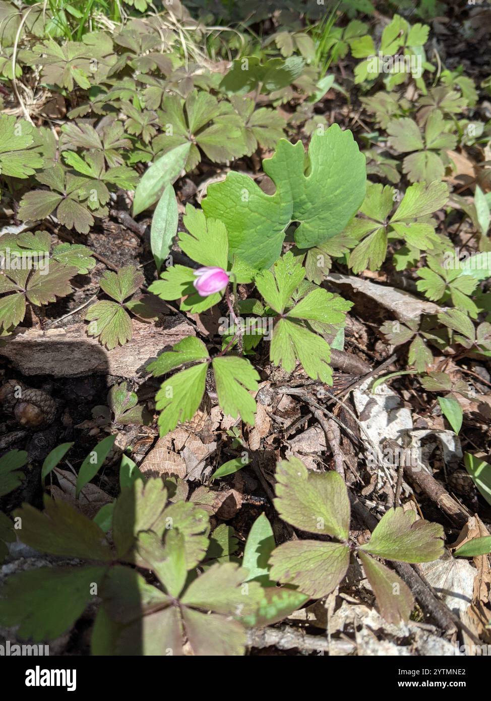 wood anemone (Anemonoides quinquefolia Stock Photo - Alamy