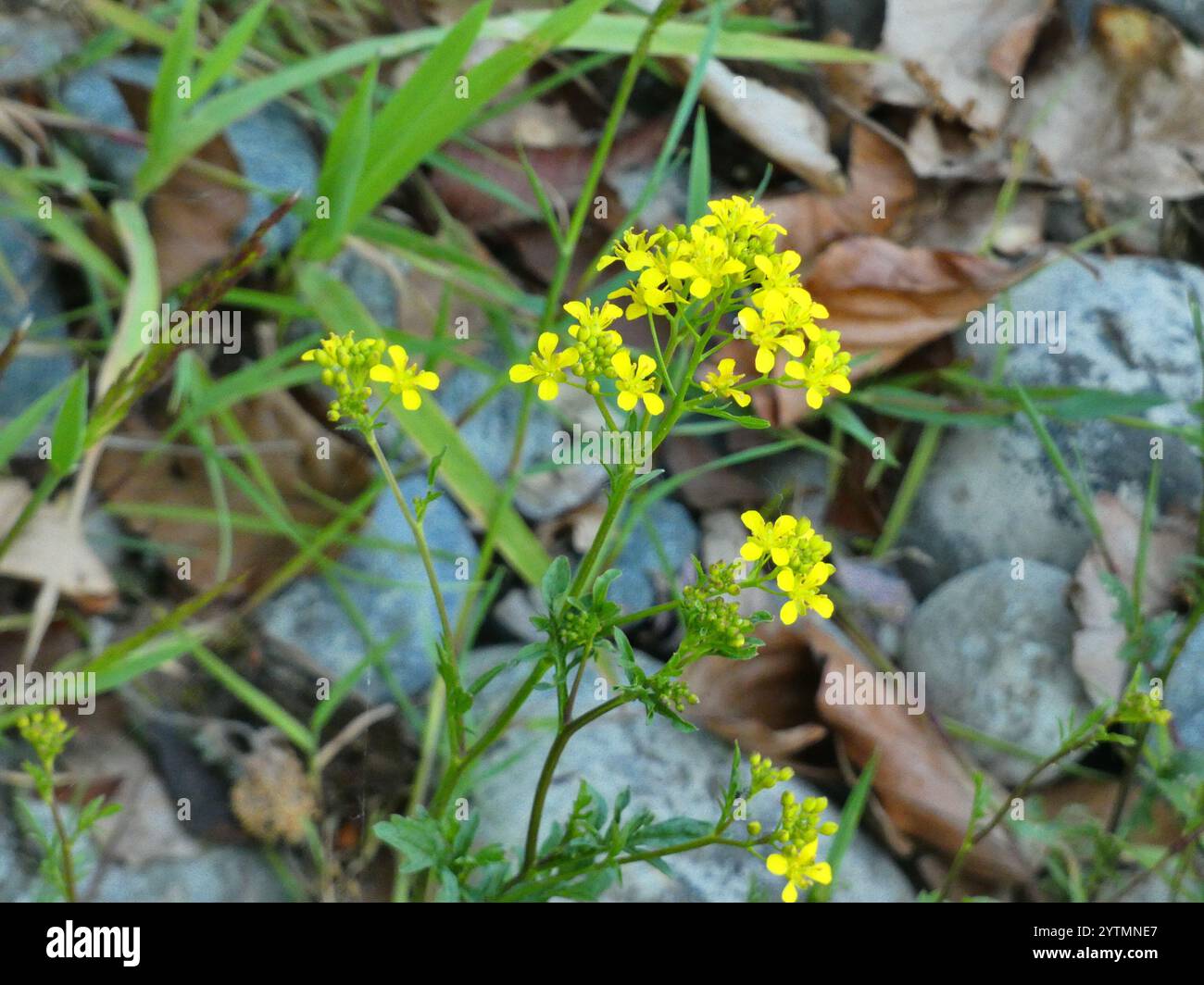 mustard family (Brassicaceae Stock Photo - Alamy