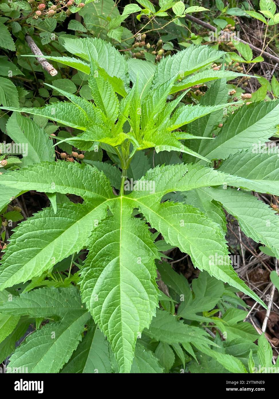 giant ragweed (Ambrosia trifida Stock Photo - Alamy
