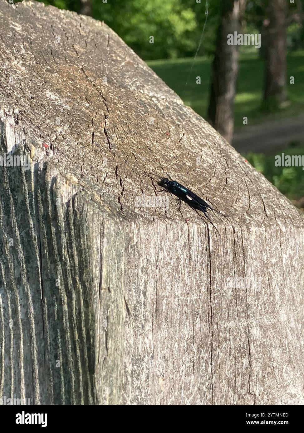 Nearctic Blue Mud-dauber Wasp (Chalybion californicum Stock Photo - Alamy