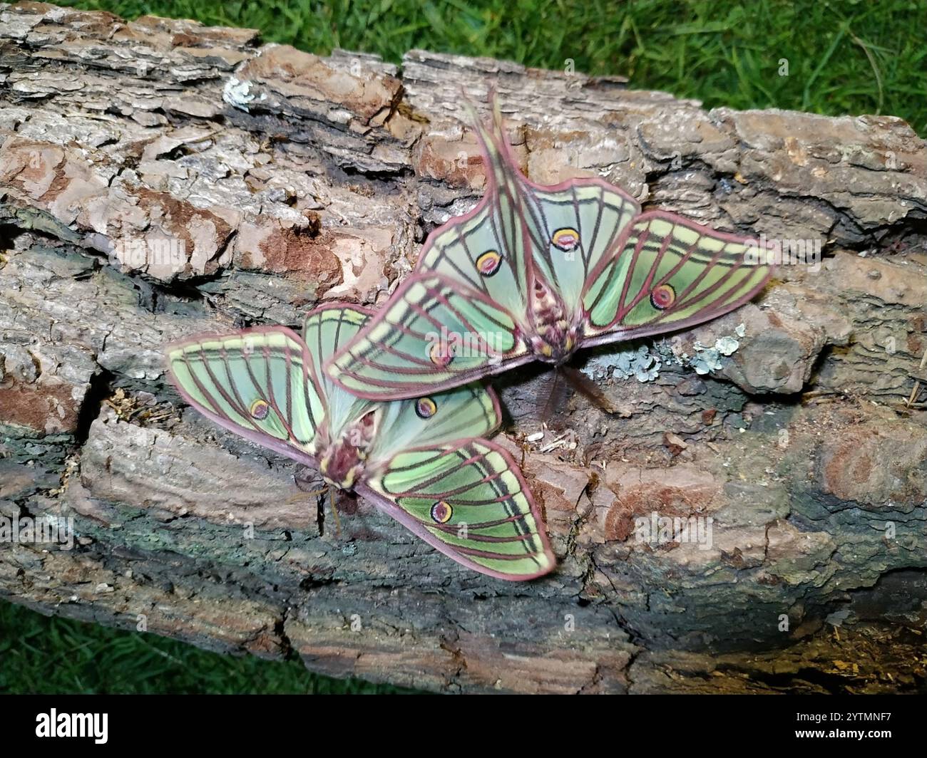 Spanish moon moth hi-res stock photography and images - Alamy
