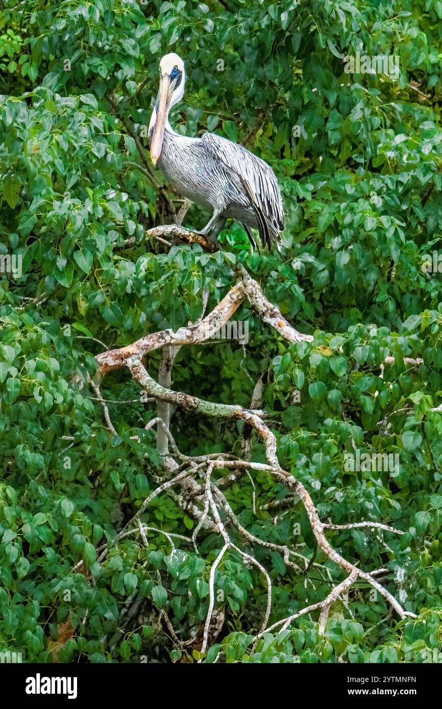 Brown pelican Pelecanus occidentalis - Dominican Republic bird ...