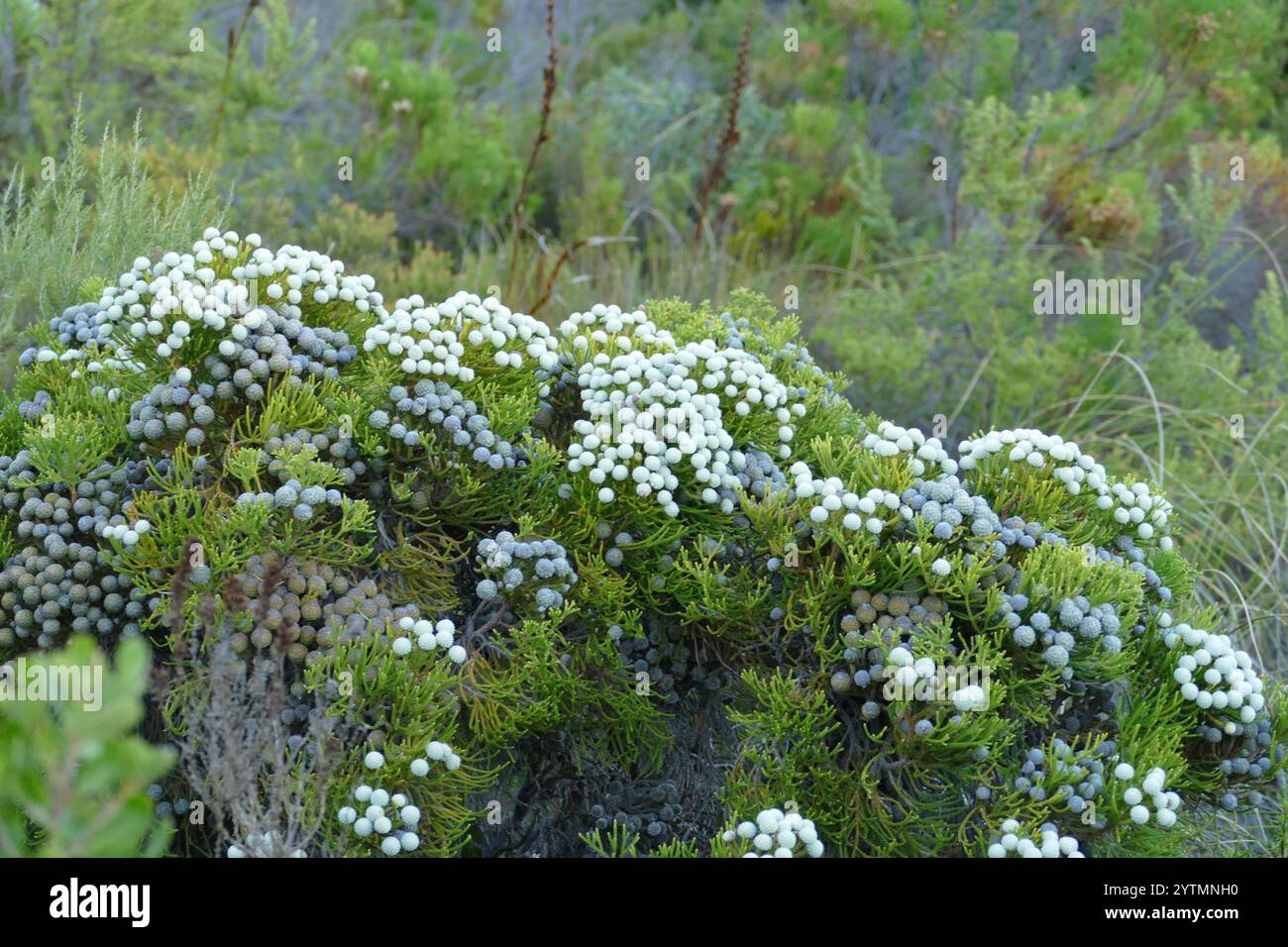 Cone Stompie (Brunia noduliflora Stock Photo - Alamy