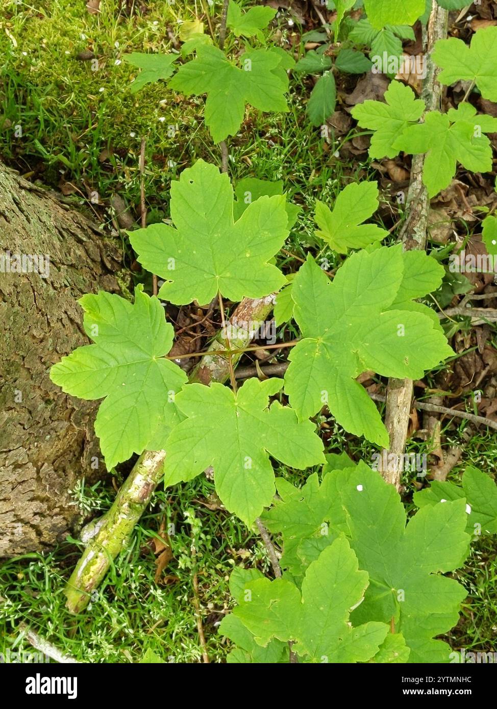 sycamore maple (Acer pseudoplatanus Stock Photo - Alamy