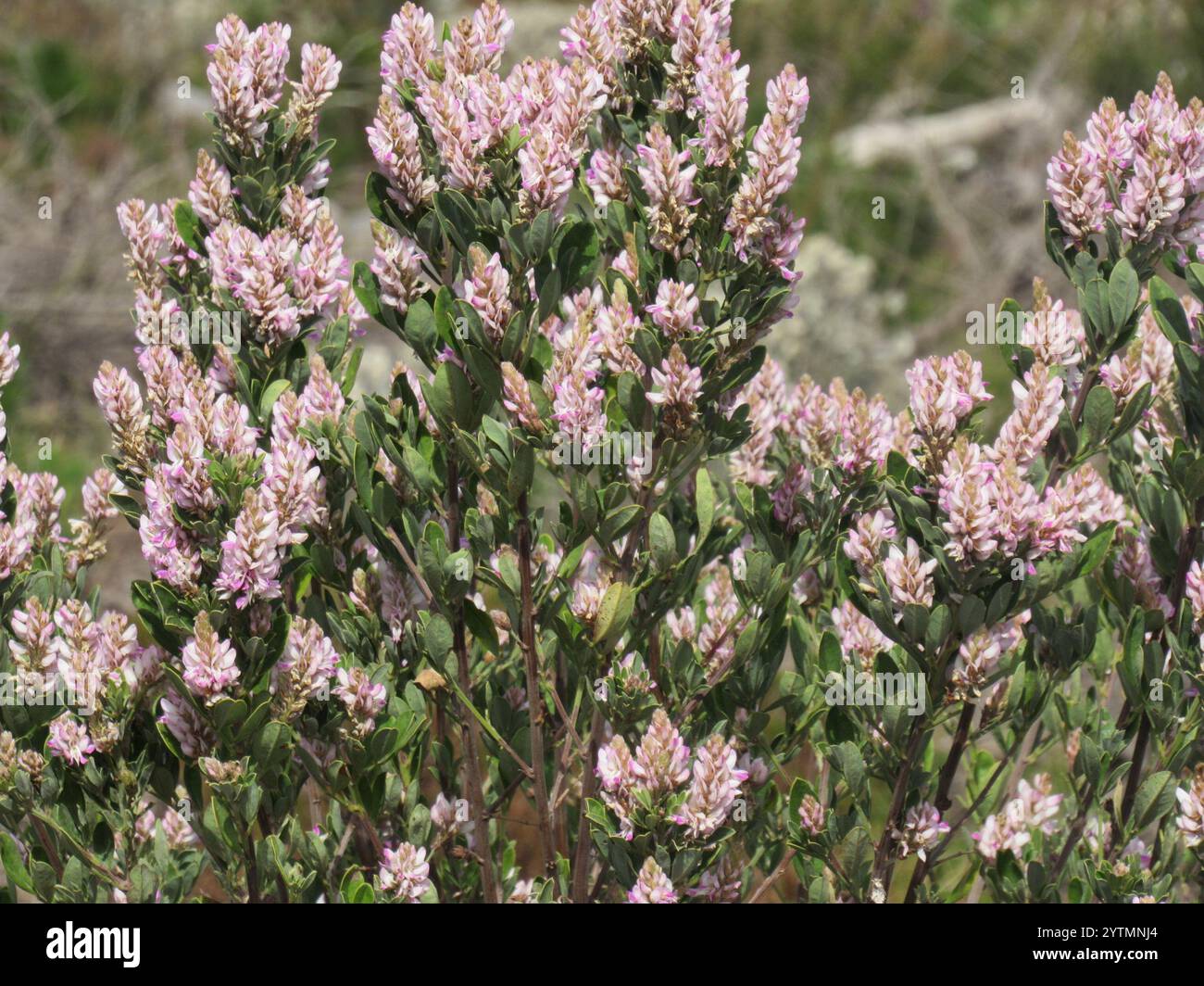 Fire Pea (Indigofera cytisoides Stock Photo - Alamy