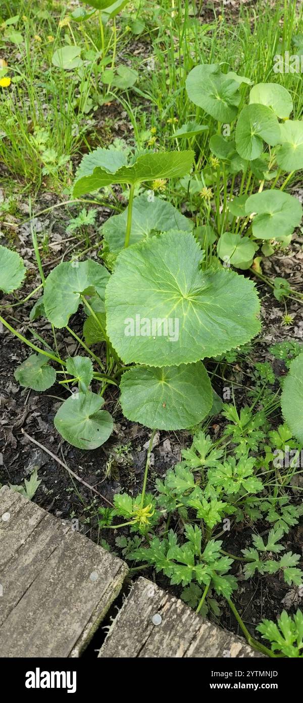 marsh marigold (Caltha palustris Stock Photo - Alamy