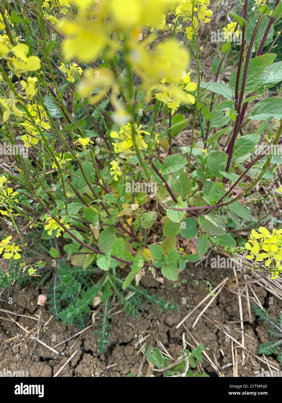 charlock (Mutarda arvensis Stock Photo - Alamy