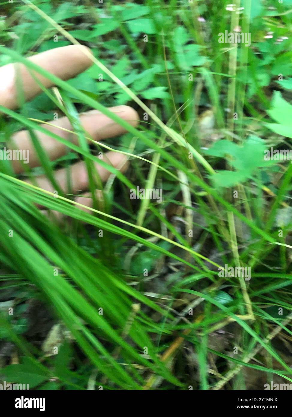 Shiny Wedgegrass (Sphenopholis nitida Stock Photo - Alamy