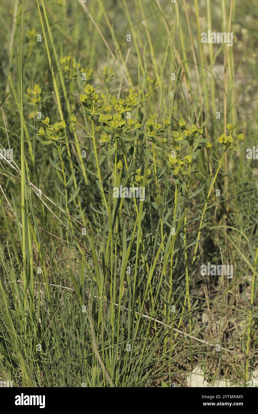 steppe spurge (Euphorbia seguieriana Stock Photo - Alamy