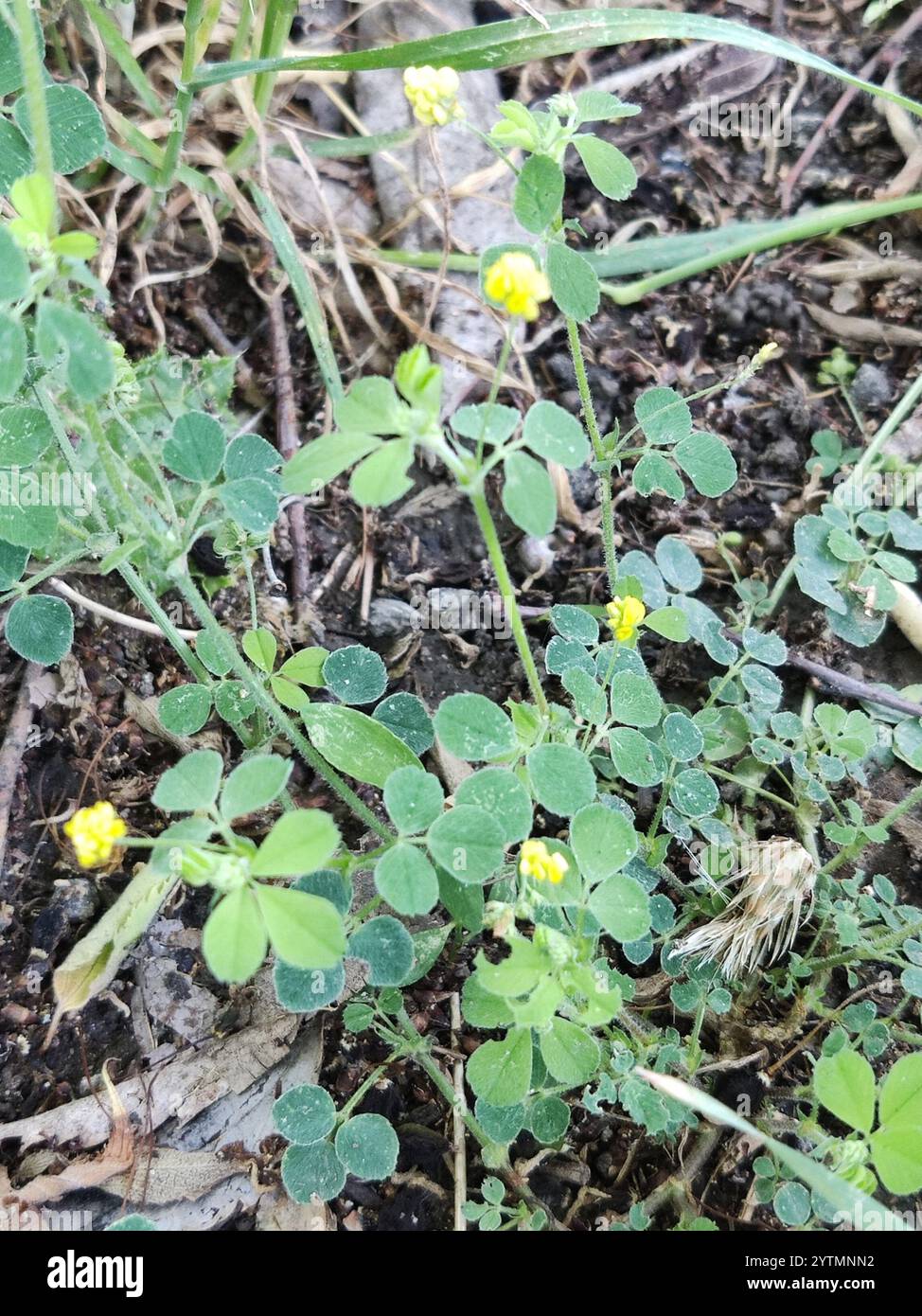 little bur-clover (Medicago minima Stock Photo - Alamy