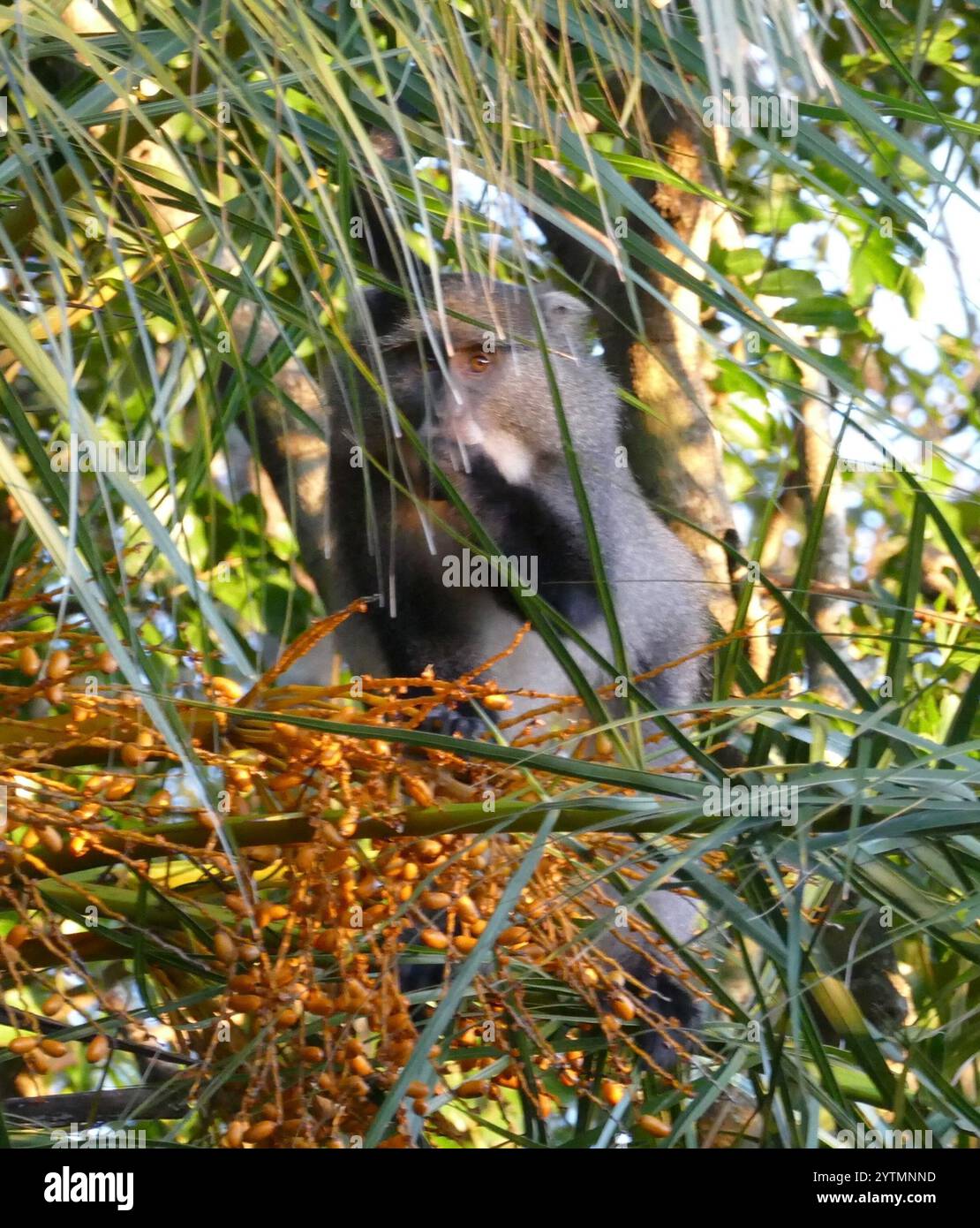 Blue Monkey (Cercopithecus mitis Stock Photo - Alamy