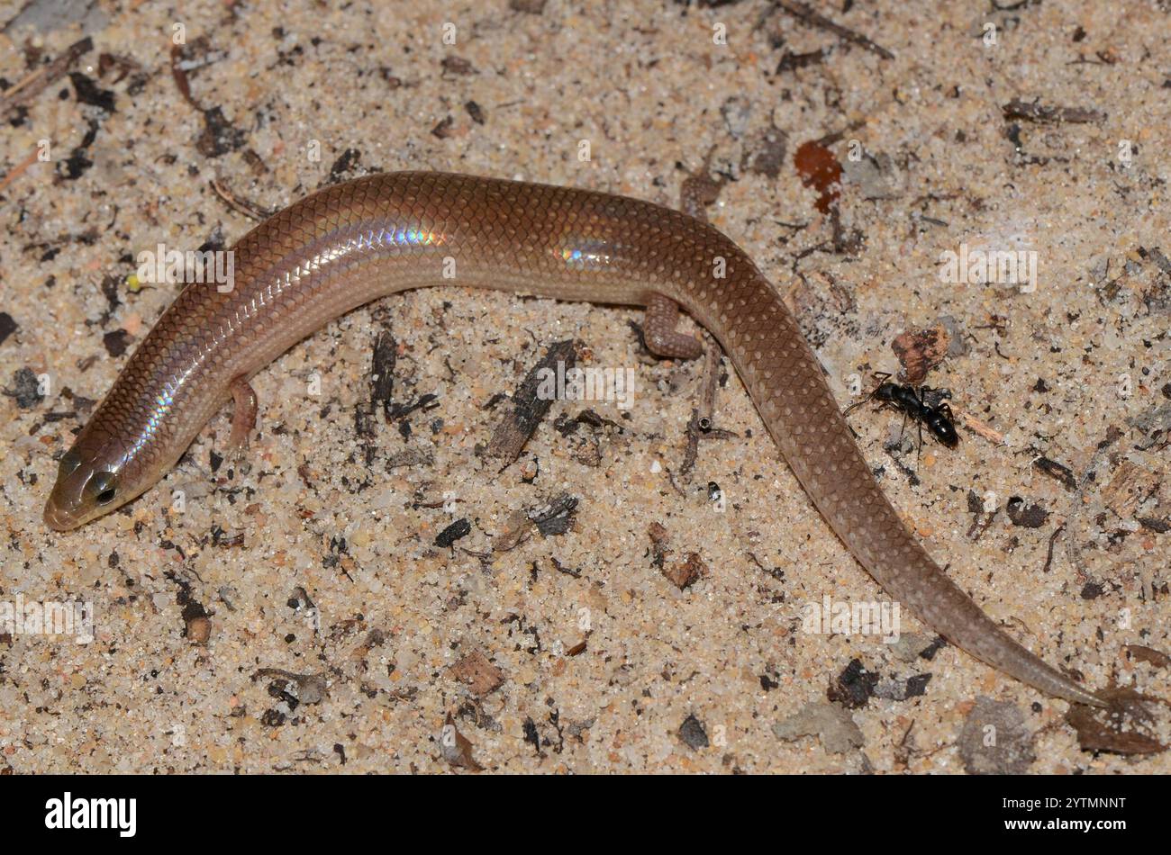 Sundevall's Writhing Skink (Mochlus sundevallii Stock Photo - Alamy