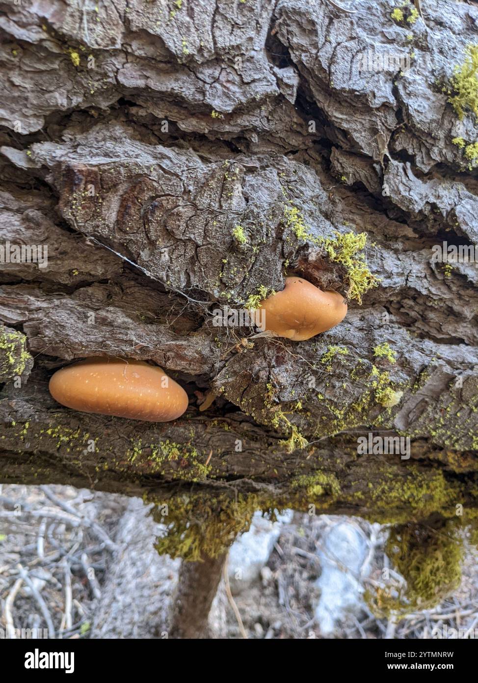 Veiled Polypore (Cryptoporus volvatus Stock Photo - Alamy