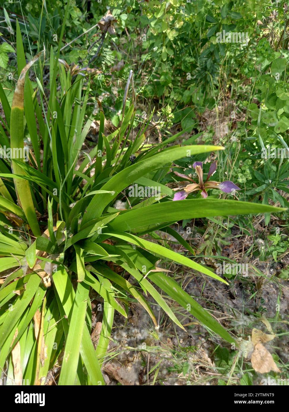 Stinking iris (Iris foetidissima Stock Photo - Alamy